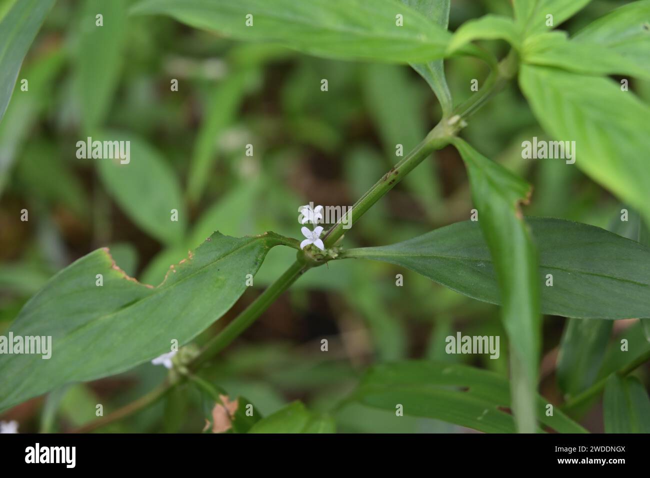 View of a tiny white flower bloom on a leaf axil of a weed plant ...