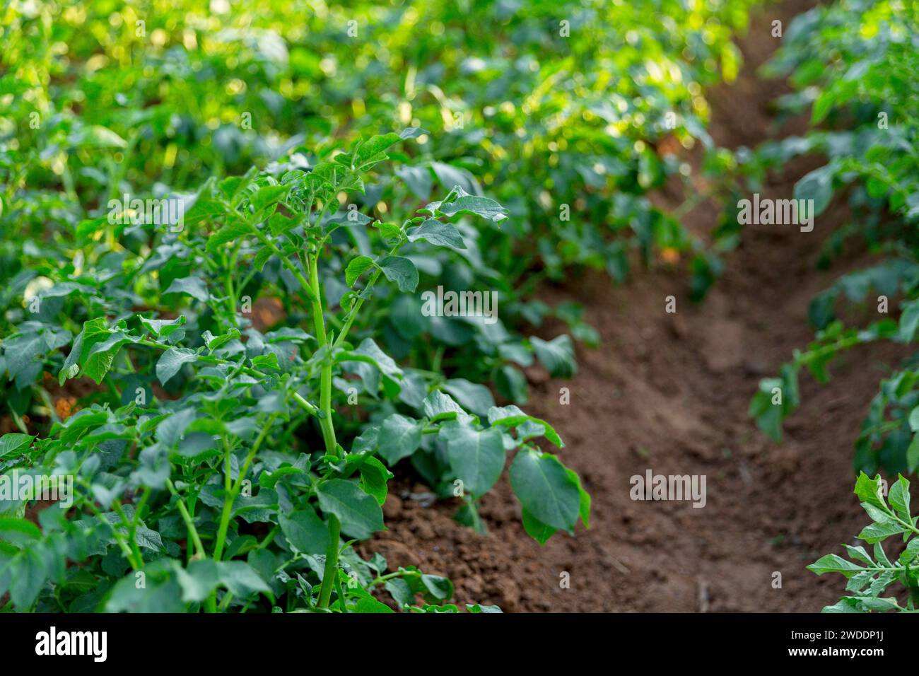 Potato plantations grow in the field. vegetable rows. farming, agriculture. Smart farming and ...