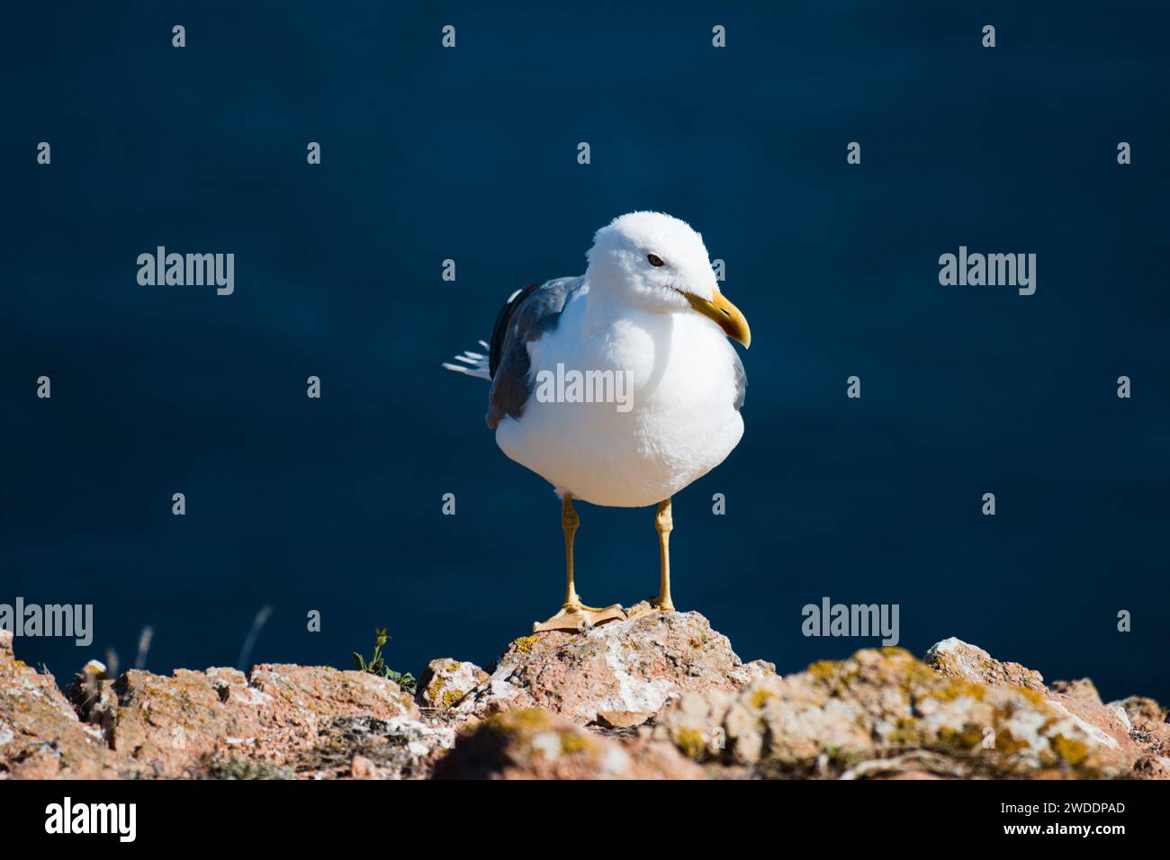 A majestic seagull gracefully perches on a weathered rock amidst the ...