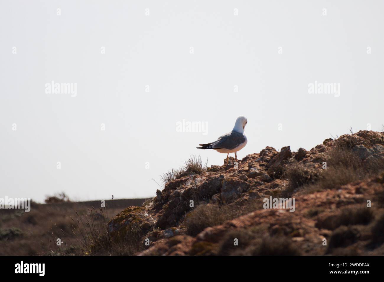 A solitary seagull perches gracefully atop a rugged and picturesque ...