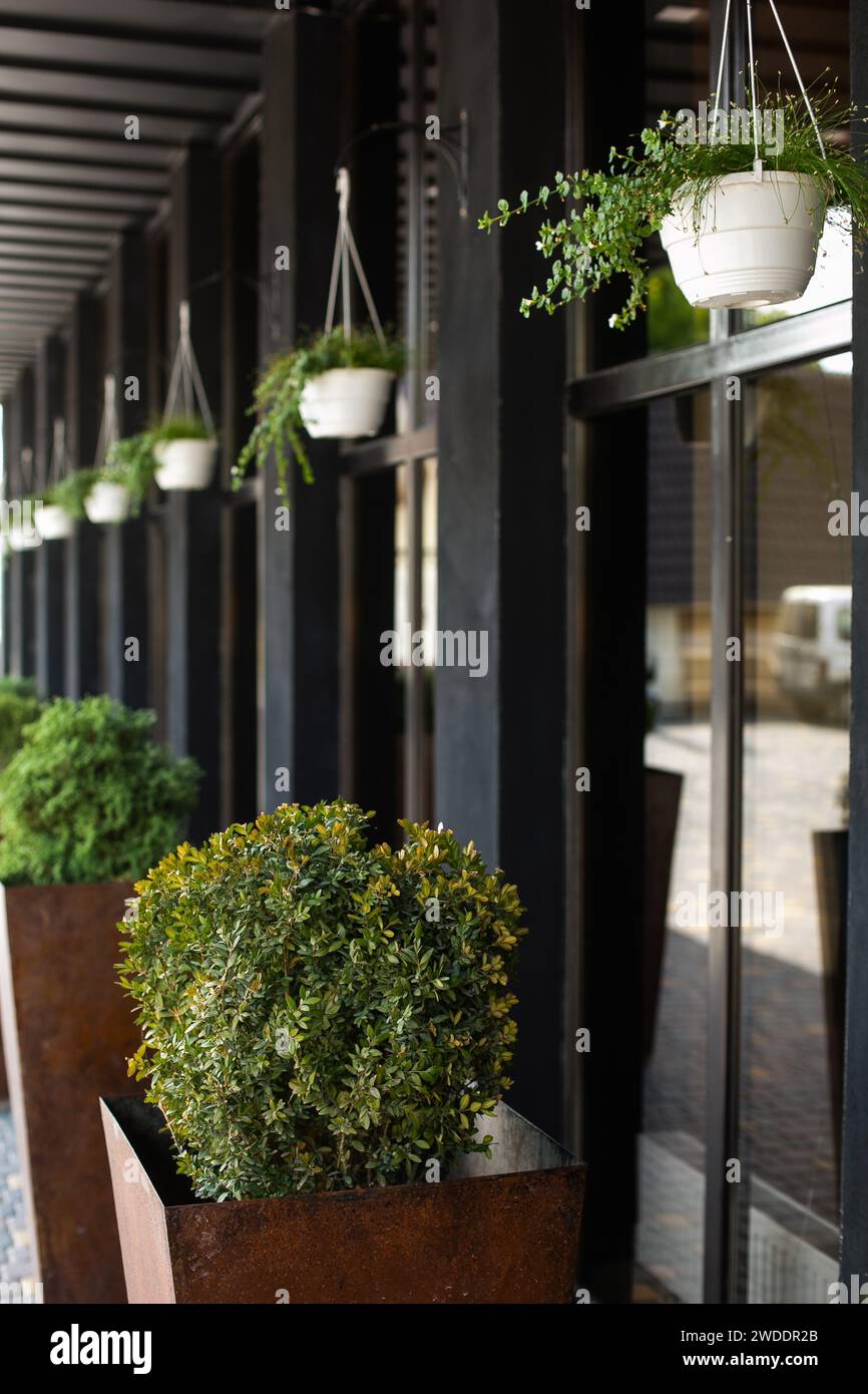 flower pots with leafy bushes and flowers tile pavement on a cafe ...