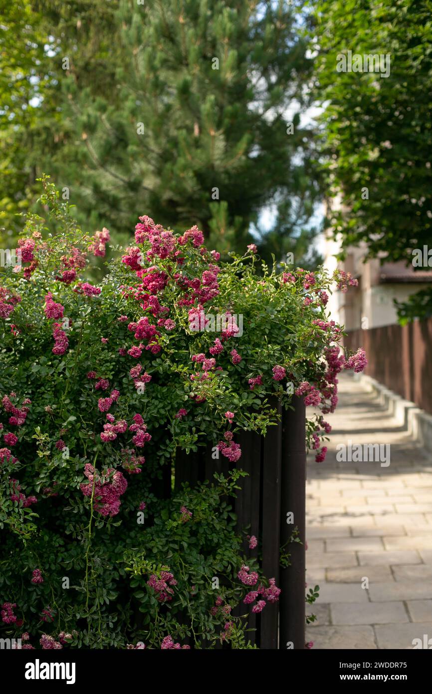blooming pink rose bushes in front of a iron fence and green hedge ...