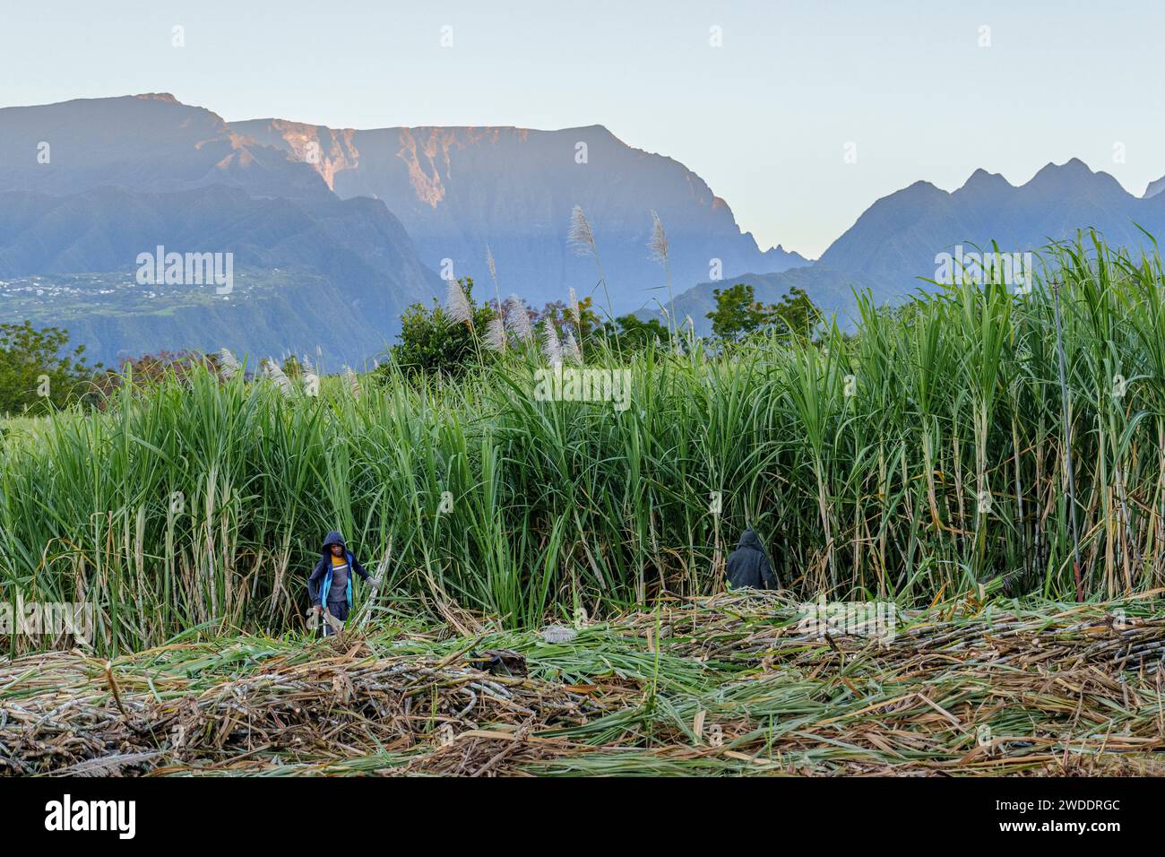 Two people are harvesting sugar cane in a field on the island of ...
