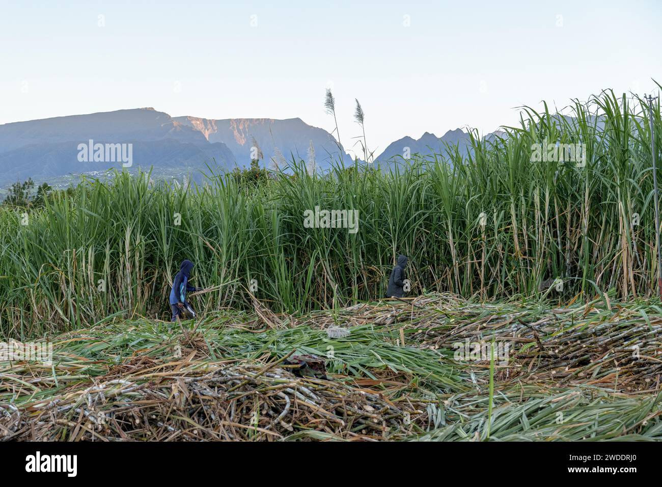 Cut sugar cane pile hi-res stock photography and images - Alamy