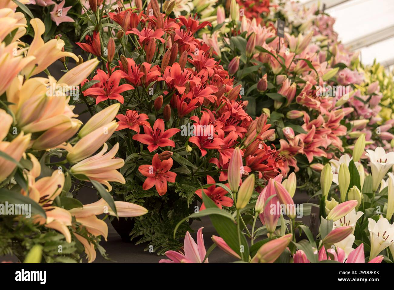 Cardiff, 8th April 2017. People enjoying the sunshine and displays in ...