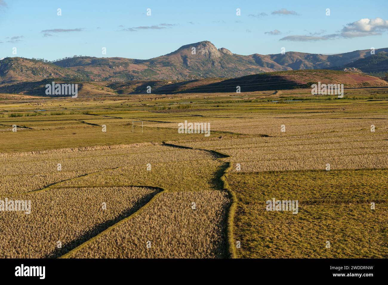 A rice field in Madagascar, near Fianarantsoa, a typical view of the ...