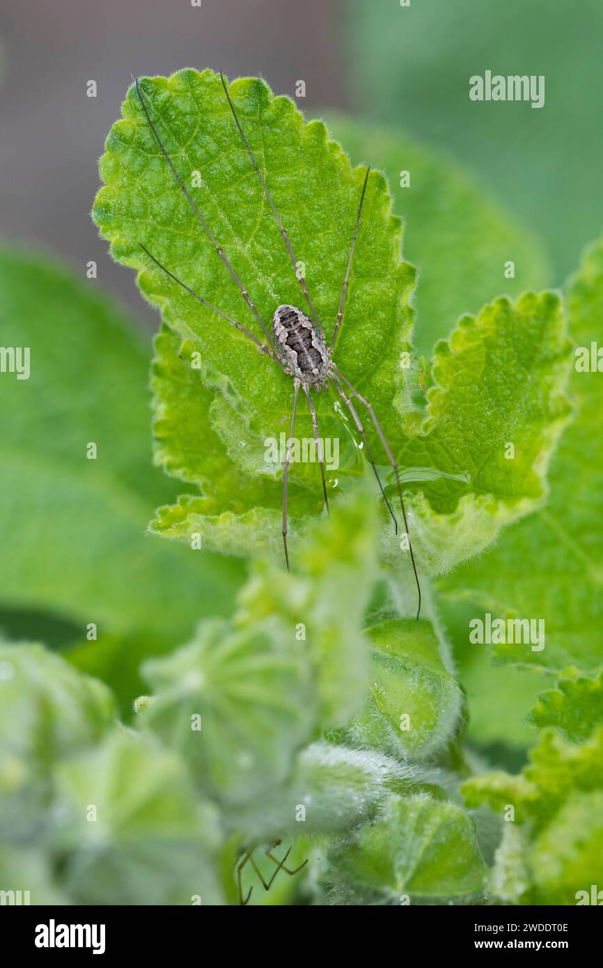 Opiliones hi-res stock photography and images - Alamy