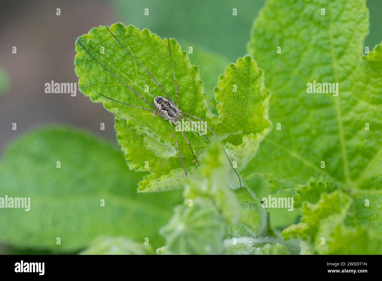 Weberknecht, Hornweberknecht, Hornkanker, Gemeiner Weberknecht ...