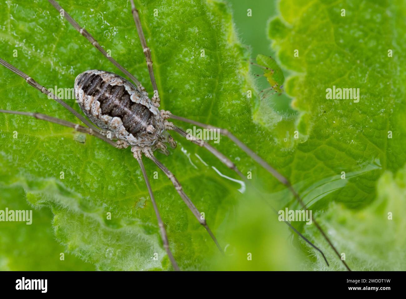 Weberknecht, Hornweberknecht, Hornkanker, Gemeiner Weberknecht ...