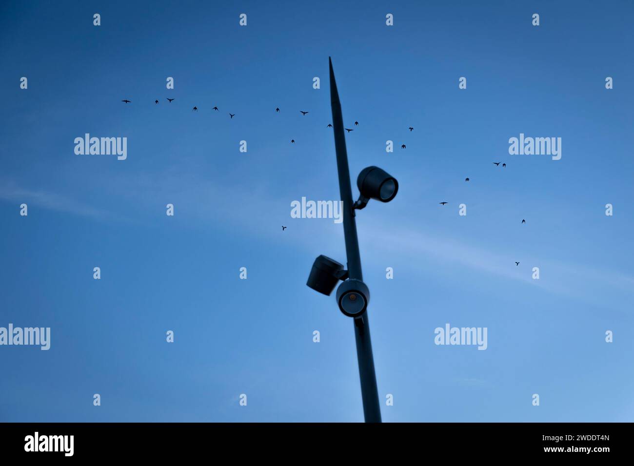 Group of birds fly high early during winter Stock Photo - Alamy