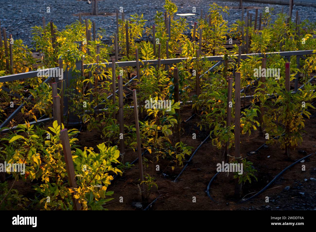 Trees and plants blossom during sunrise from Hatta Farm in Dubai Stock ...
