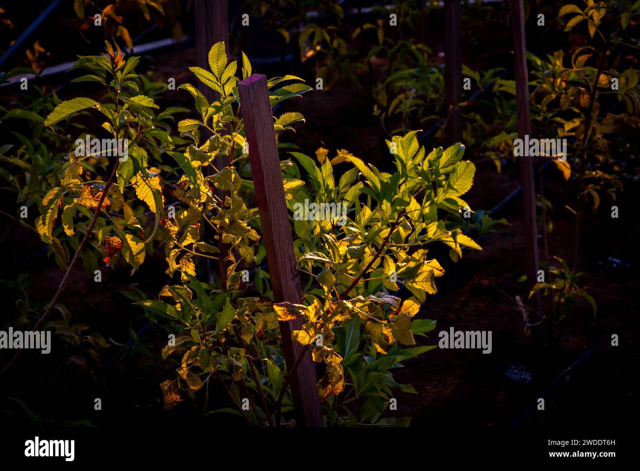 Trees and plants blossom during sunrise from Hatta Farm in Dubai Stock ...