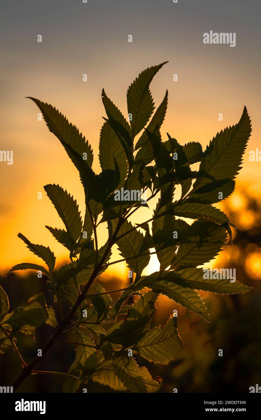 Trees and plants blossom during sunrise from Hatta Farm in Dubai Stock ...