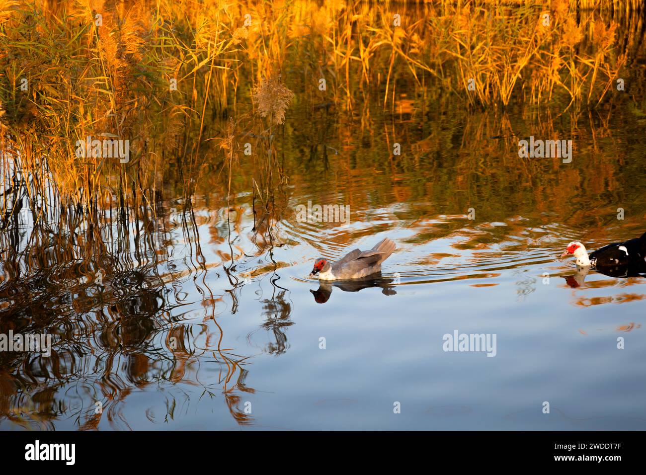 Trees and plants blossom during sunrise from Hatta Farm in Dubai Stock ...