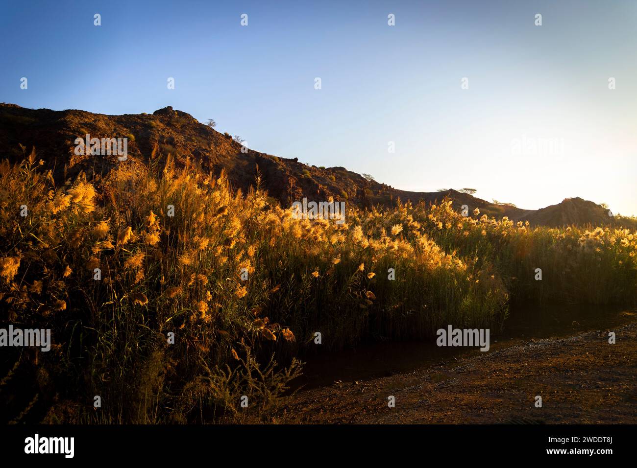 Trees and plants blossom during sunrise from Hatta Farm in Dubai Stock ...