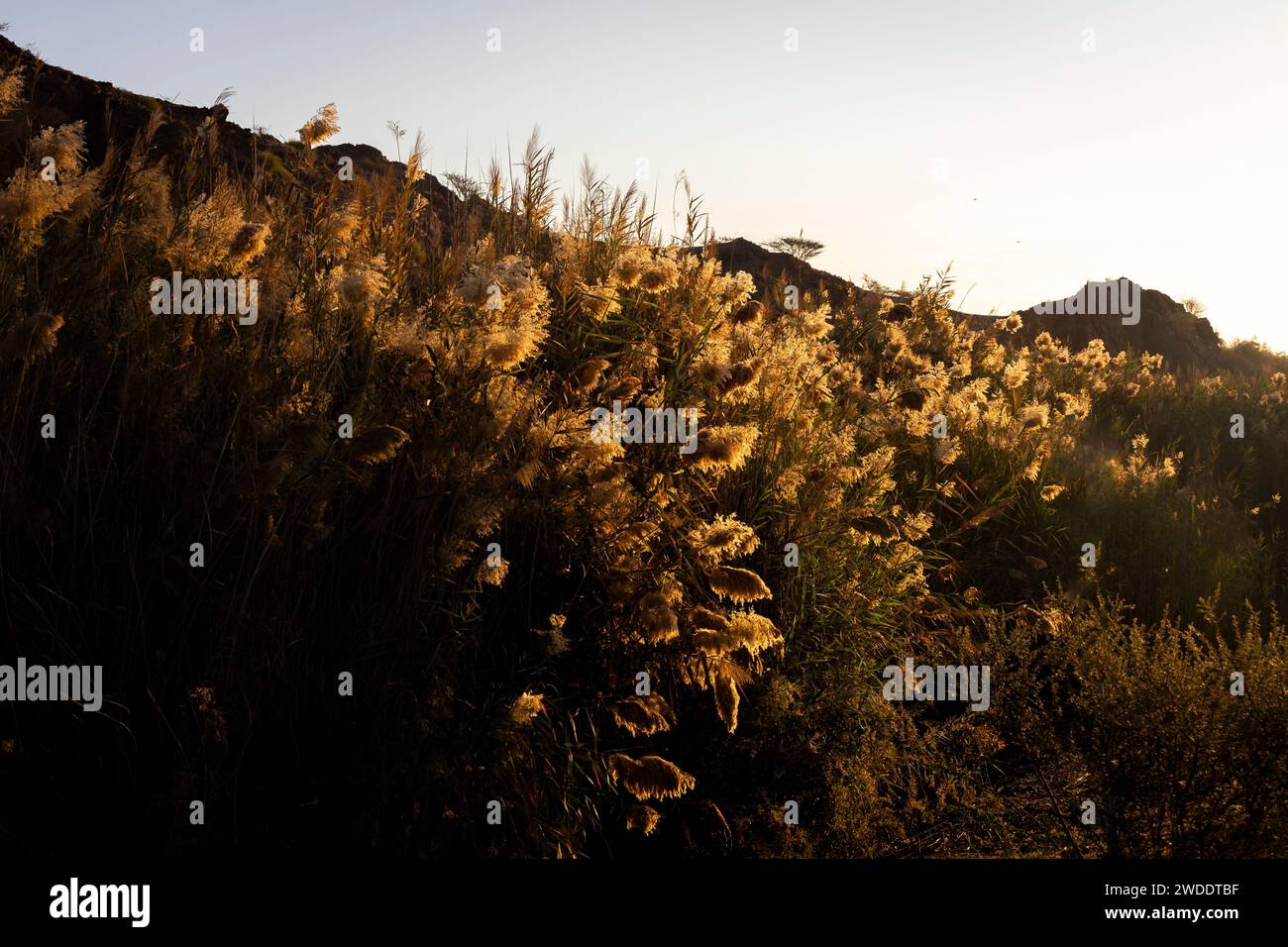 Trees and plants blossom during sunrise from Hatta Farm in Dubai Stock ...