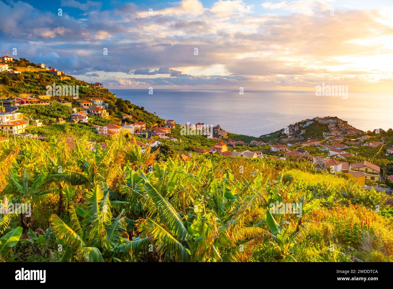 Taditional Madeiran houses in Funchal behind a banana plantation and ocean sunset Stock Photo ...