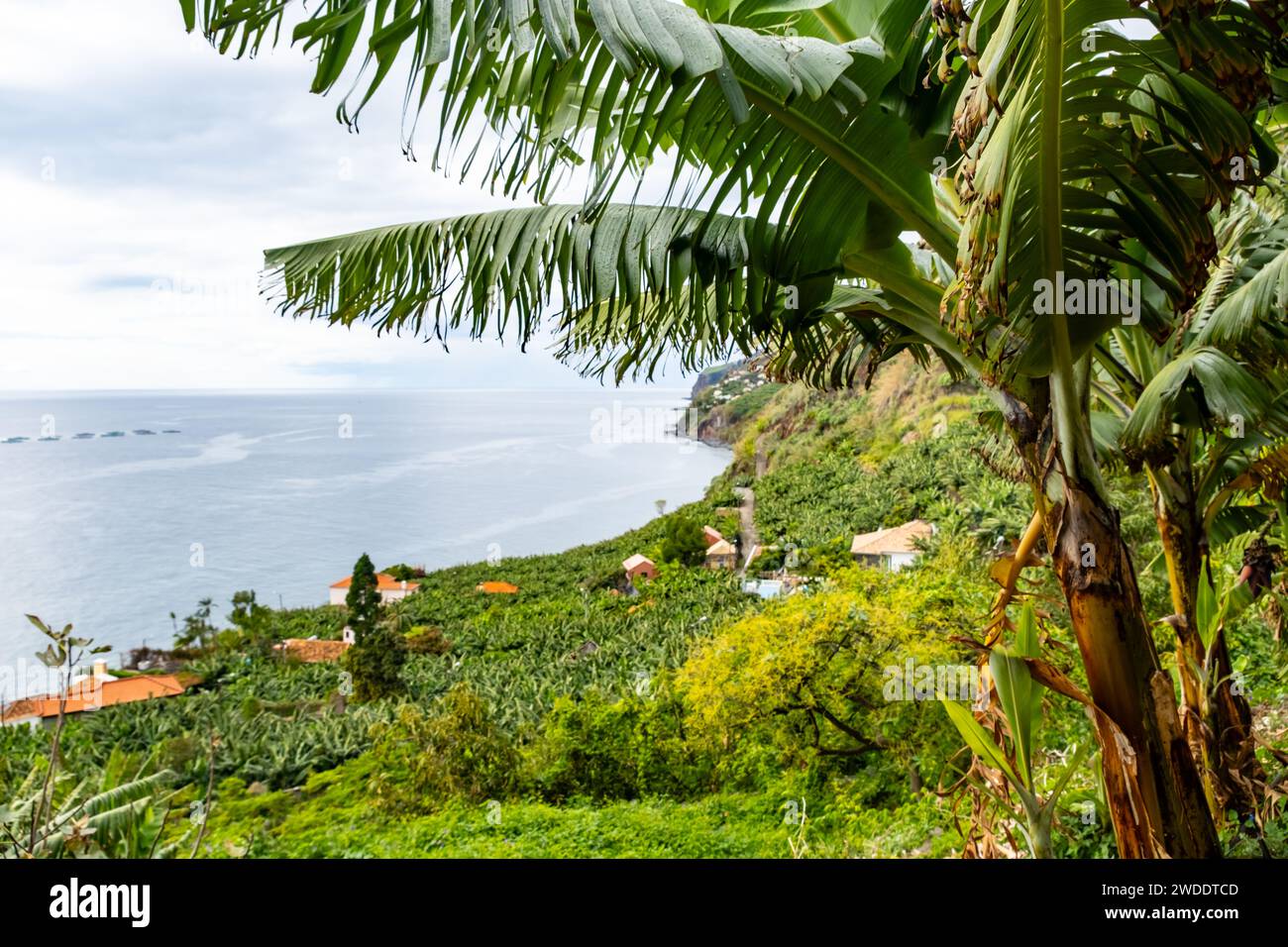 Traditional Madeiran houses in Funchal behind a banana plantation. Small farm on green hills ...