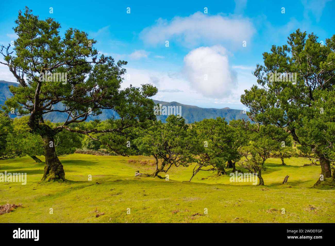 Fanal forest old mystical tree in Madeira island. Twisted trees in fog ...