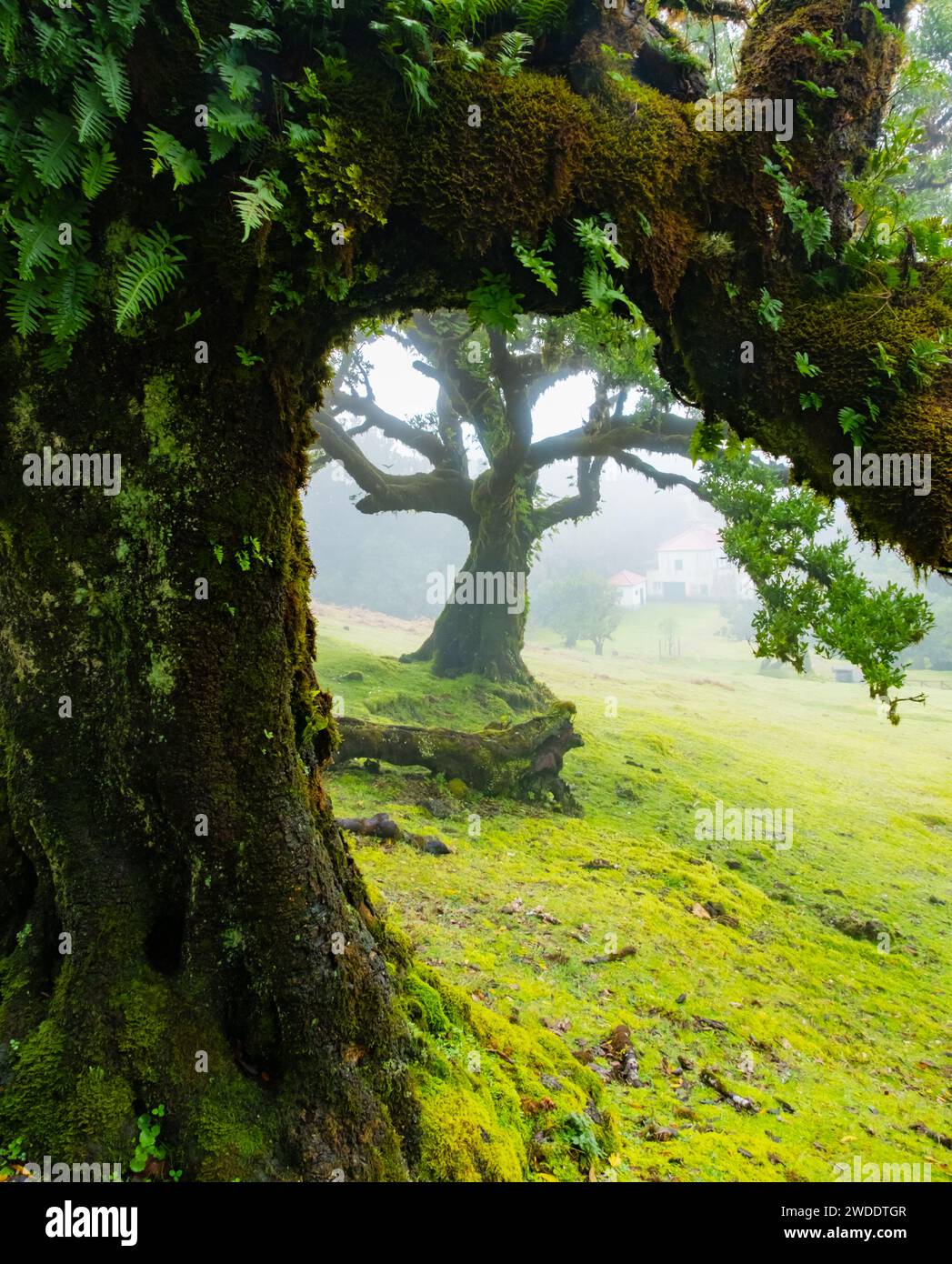 Twisted trees in the fog in Fanal Forest on the Portuguese island of ...
