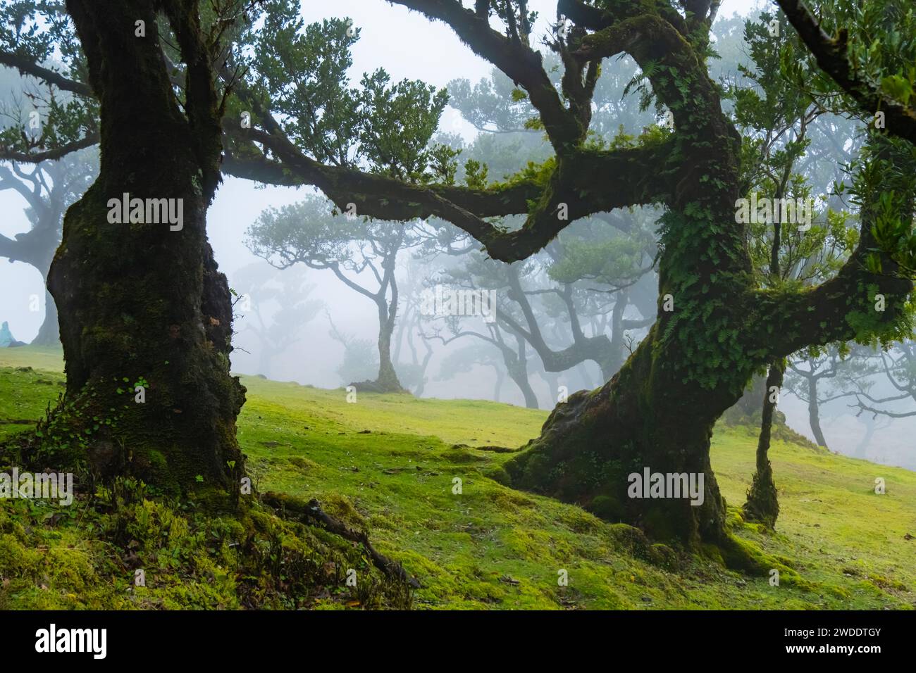 Fanal forest old mystical tree in Madeira island. Twisted trees in fog ...