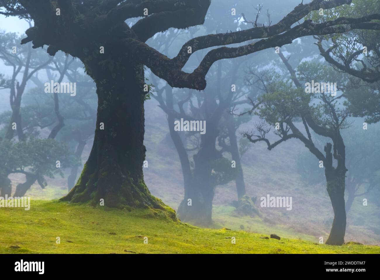 Fanal forest old mystical tree in Madeira island. Twisted trees in fog ...