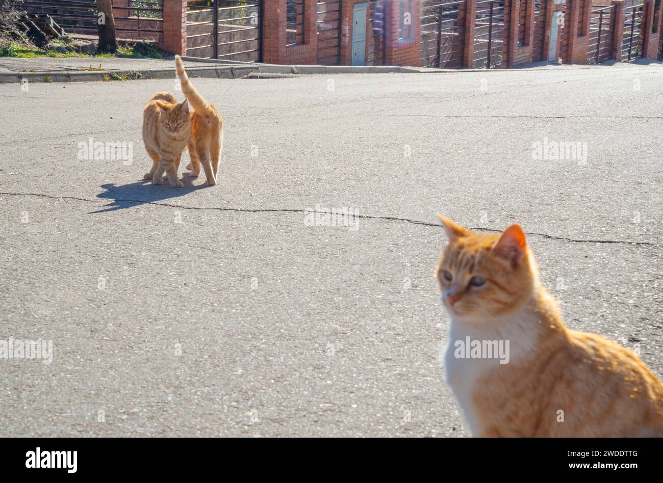 Contact to animals hi-res stock photography and images - Alamy