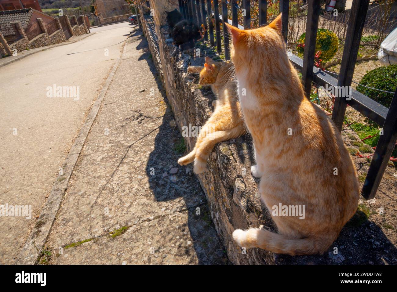 Stray cats hi-res stock photography and images - Alamy