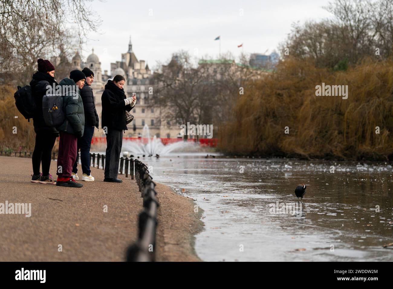 Coots walk on a thin layer of ice in St James's Park Lake in St James's ...