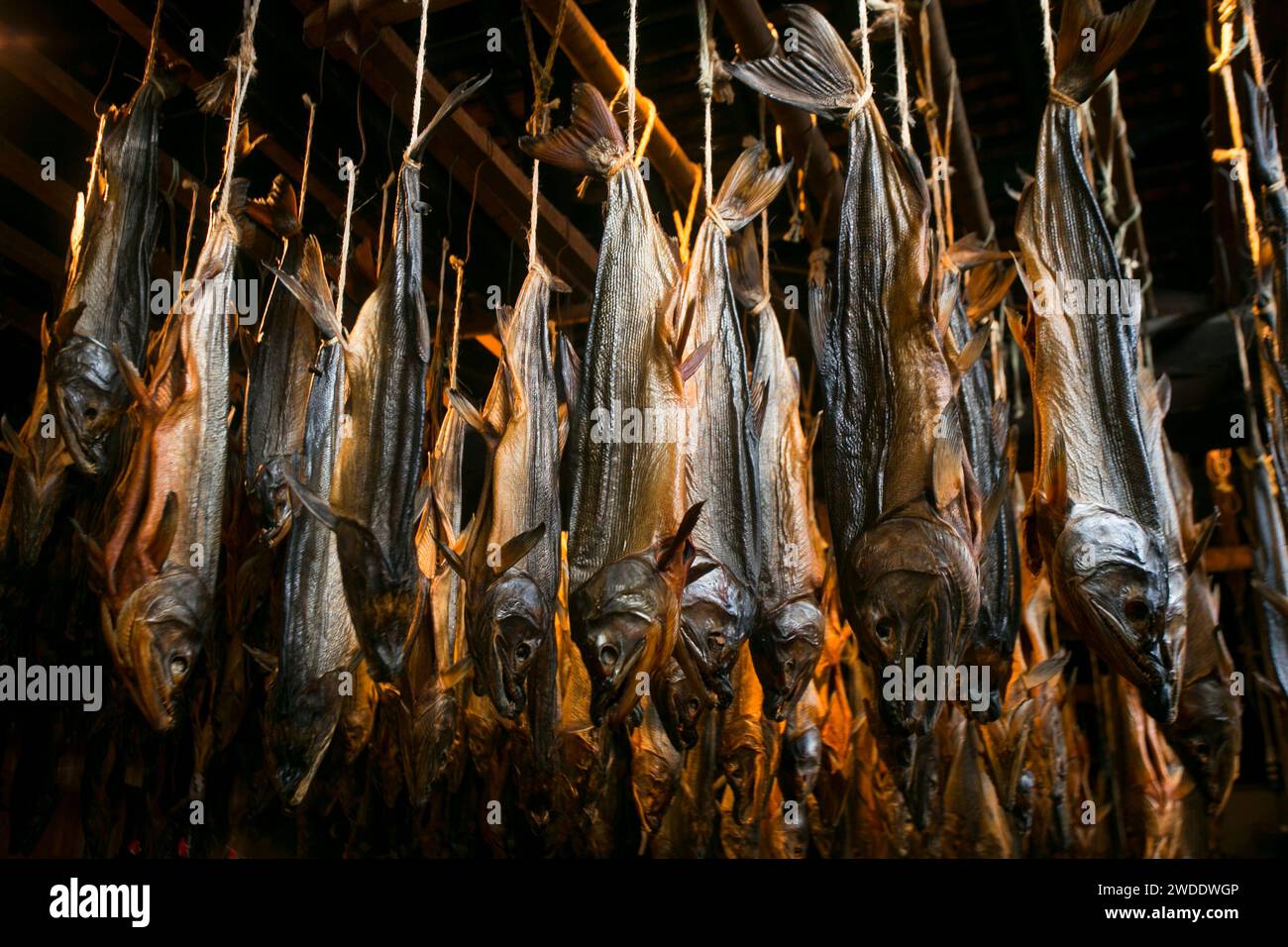 Traditional salted salmons hanging in the city of Murakami in Niigata ...