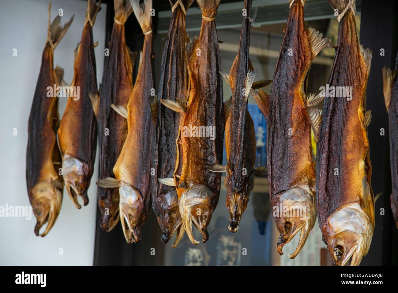 Traditional salted salmons hanging in the city of Murakami in Niigata ...