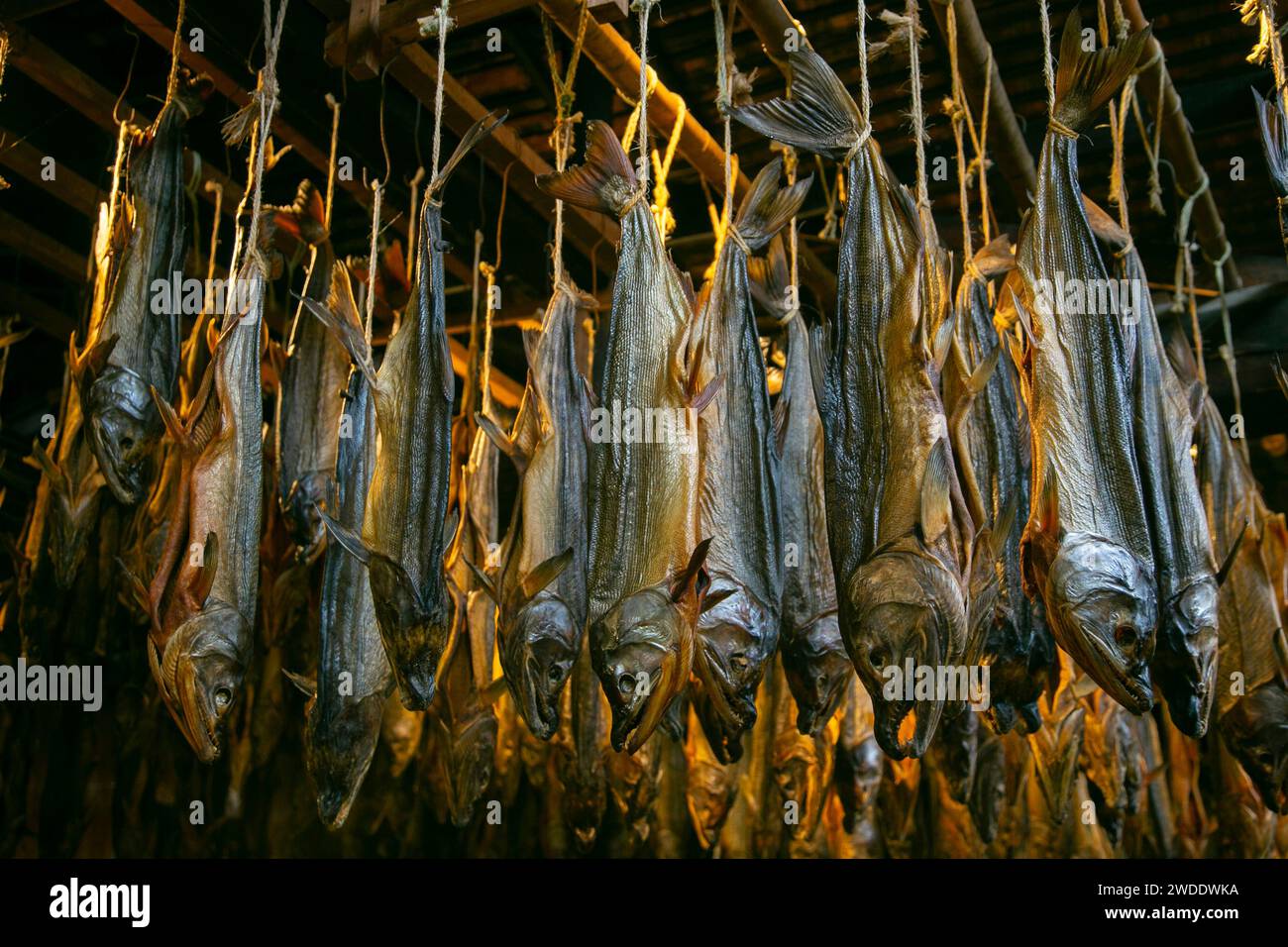 Traditional salted salmons hanging in the city of Murakami in Niigata ...