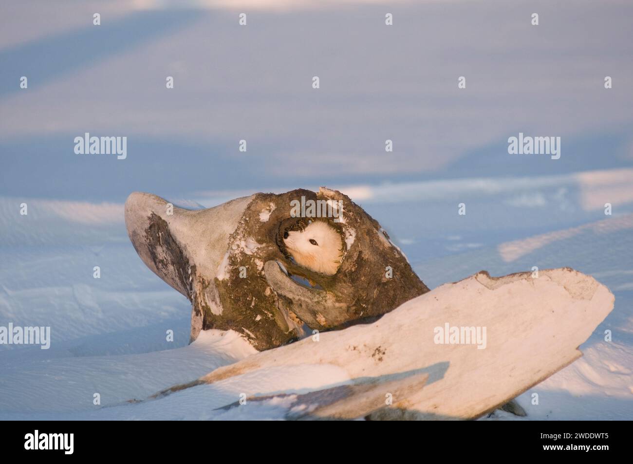 Arctic fox (Vulpes / Alopex lagopus) looking out from inside a Bowhead ...