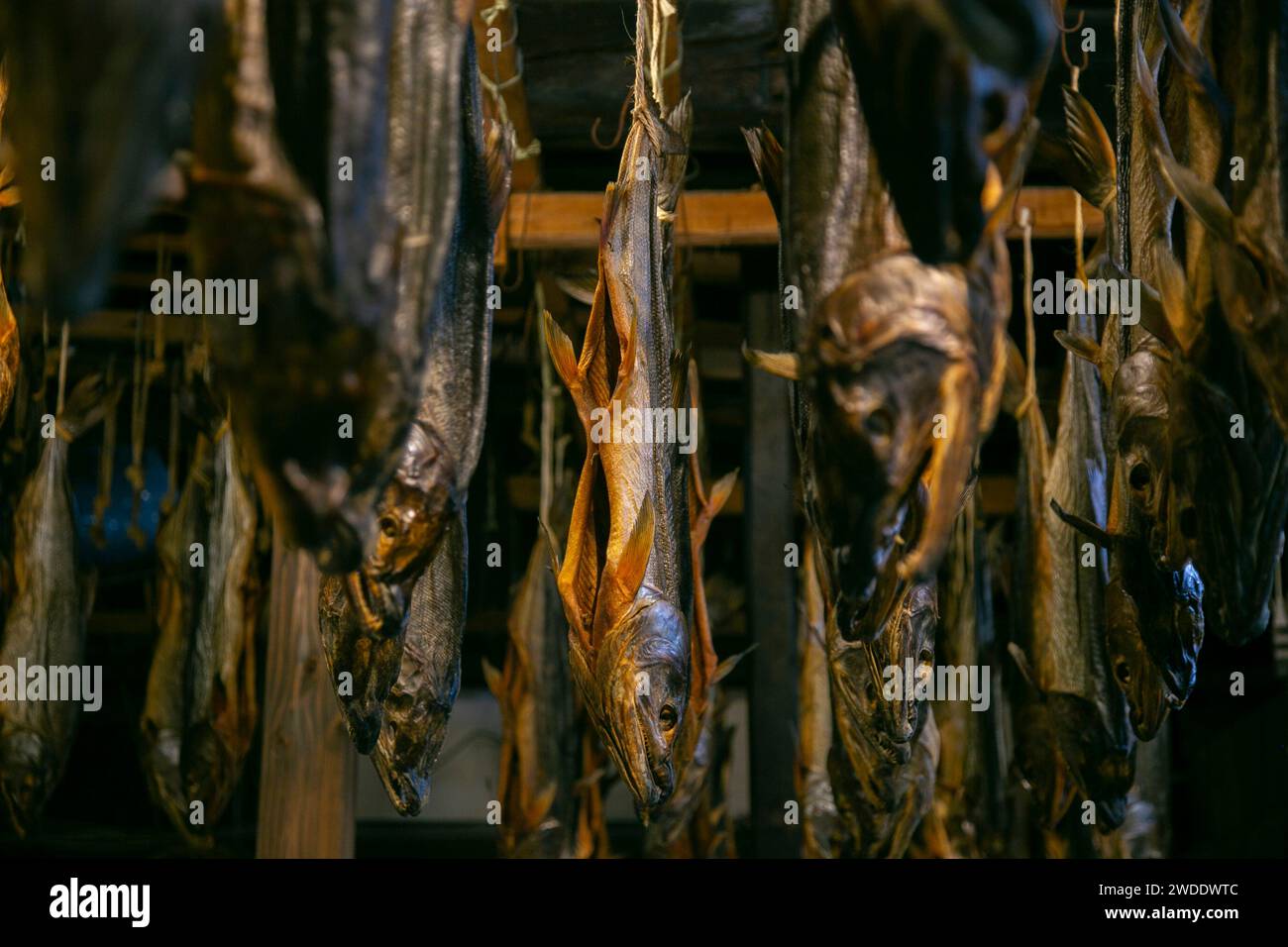 Traditional salted salmons hanging in the city of Murakami in Niigata ...