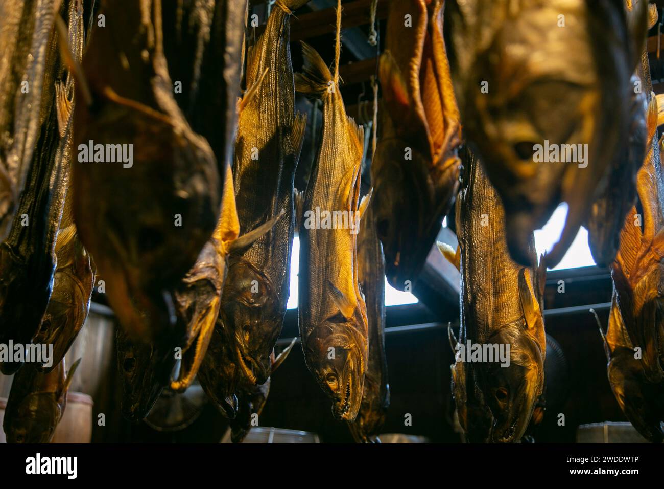 Traditional salted salmons hanging in the city of Murakami in Niigata ...