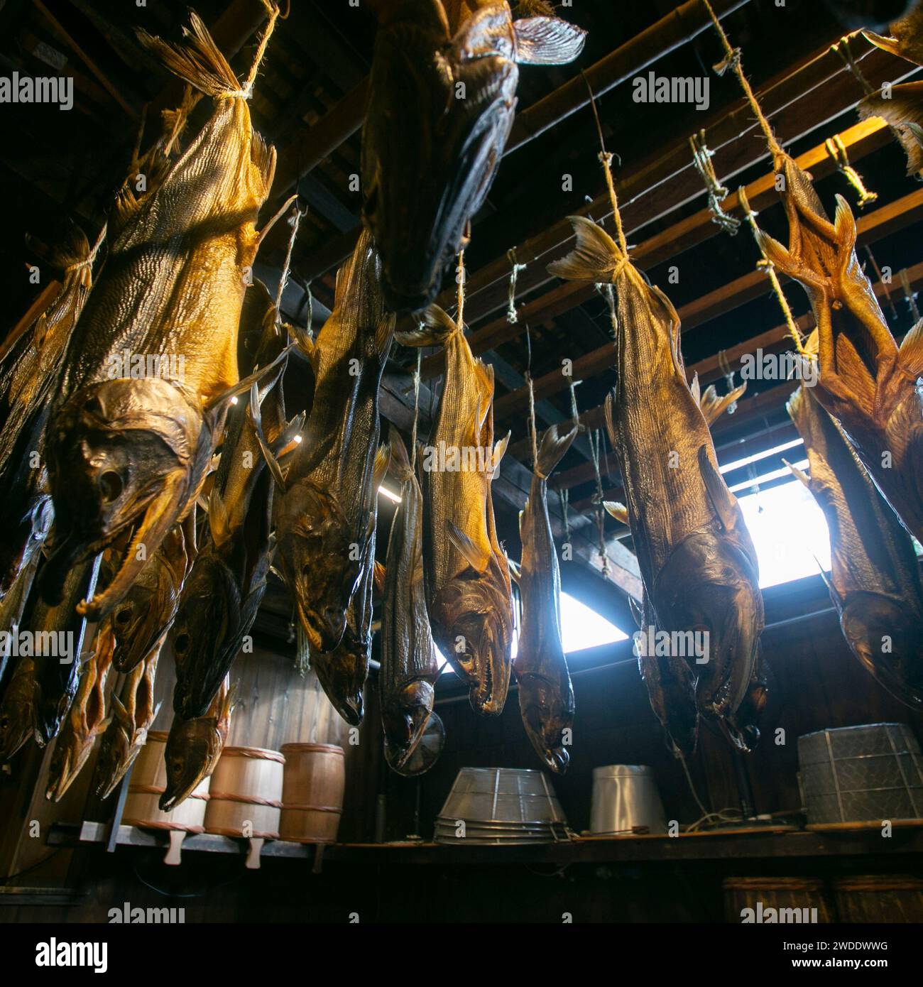 Traditional salted salmons hanging in the city of Murakami in Niigata ...