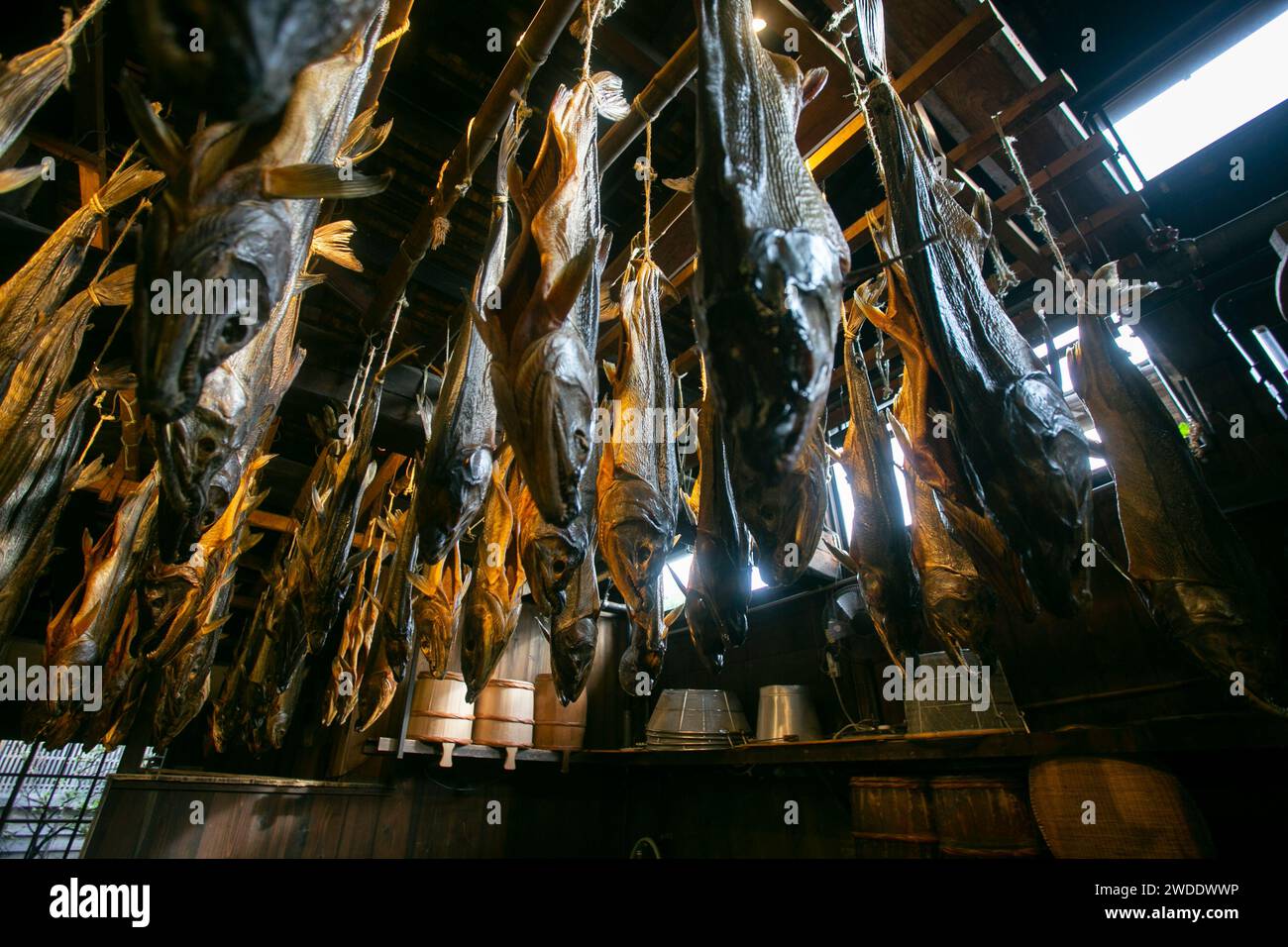 Traditional salted salmons hanging in the city of Murakami in Niigata ...