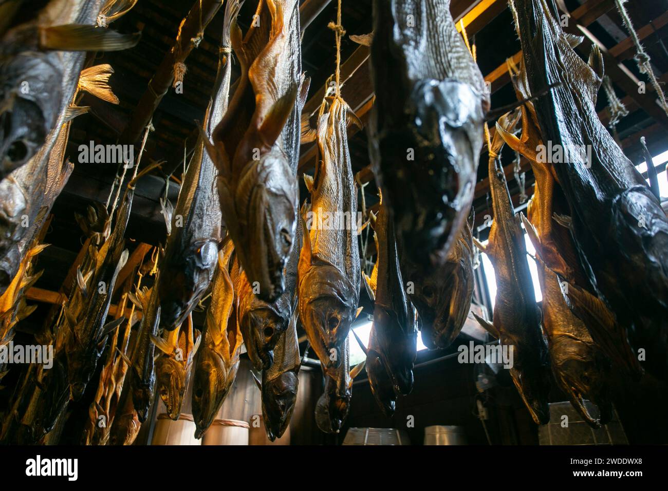 Traditional salted salmons hanging in the city of Murakami in Niigata ...