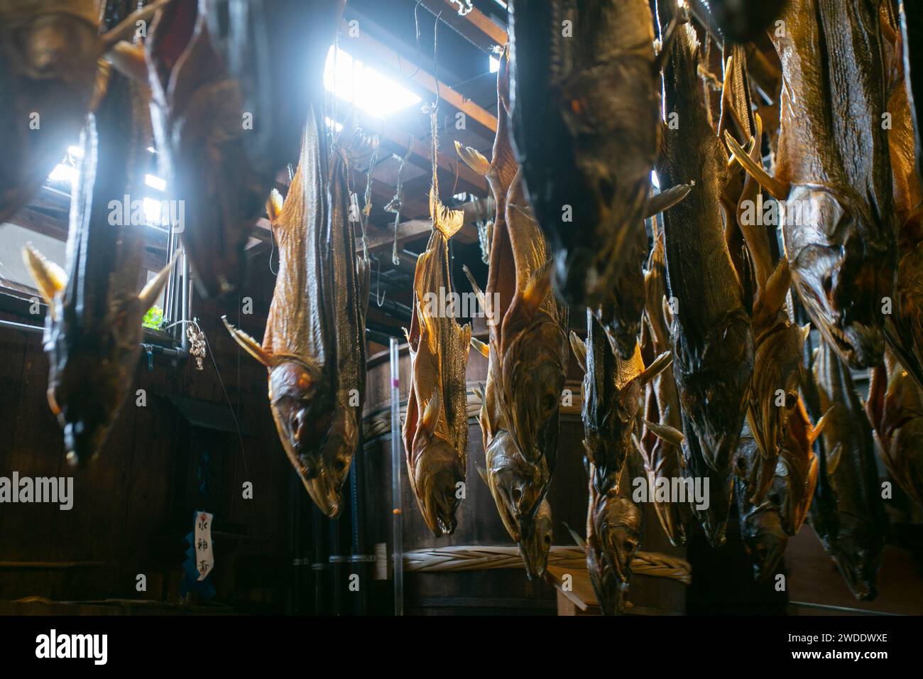 Traditional salted salmons hanging in the city of Murakami in Niigata ...