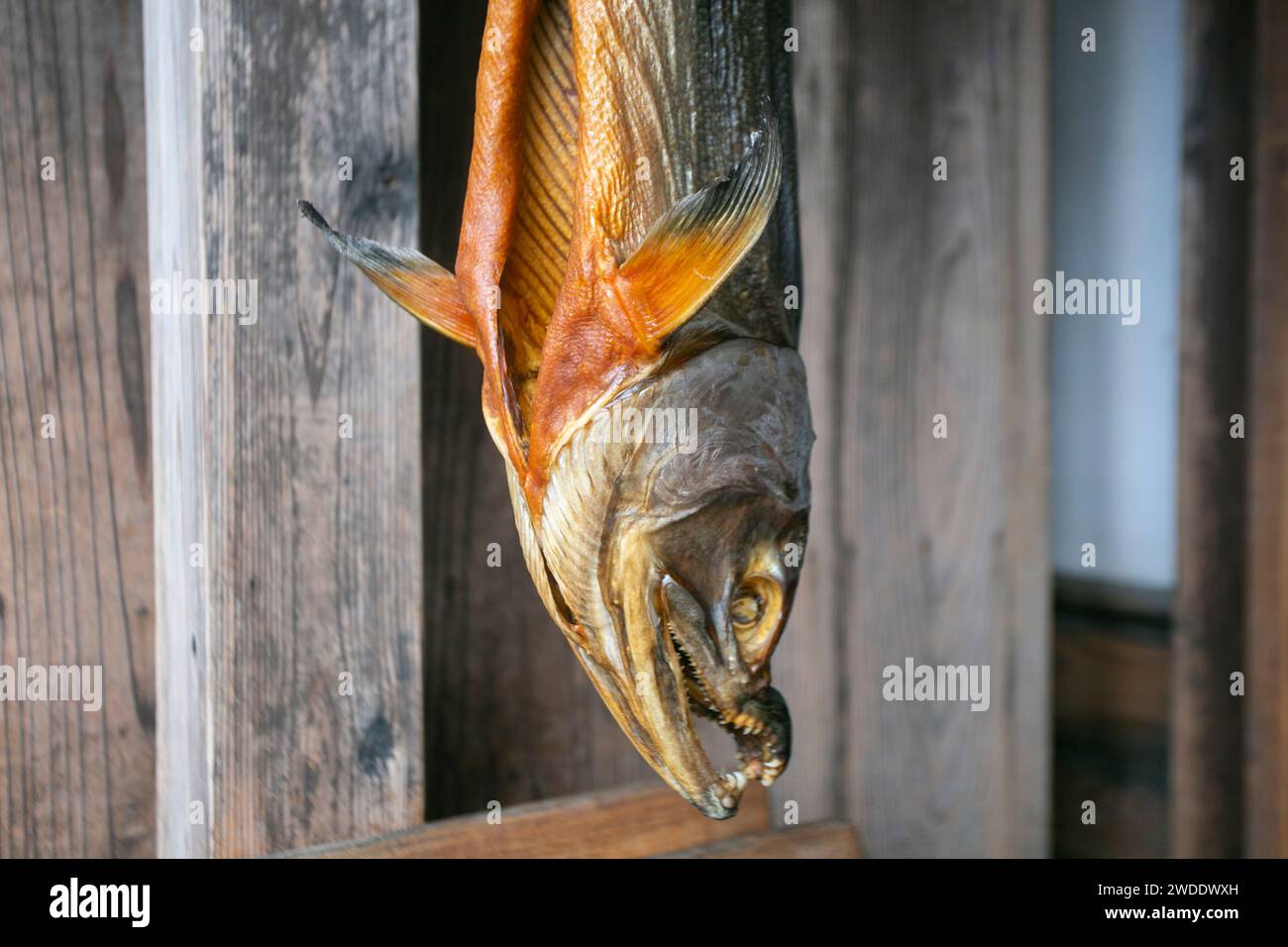Traditional salted salmons hanging in the city of Murakami in Niigata ...