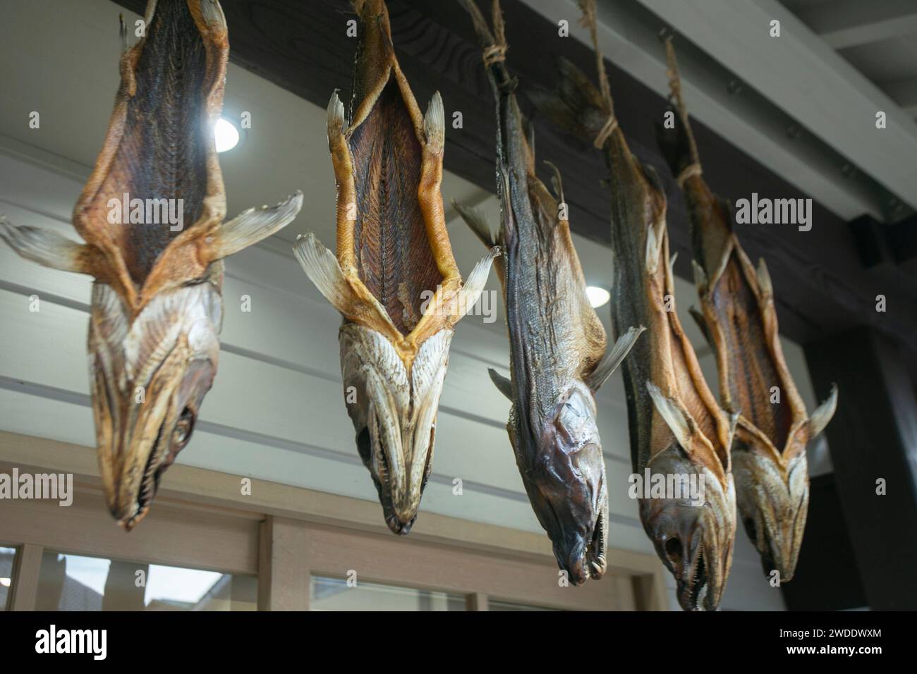 Traditional salted salmons hanging in the city of Murakami in Niigata ...