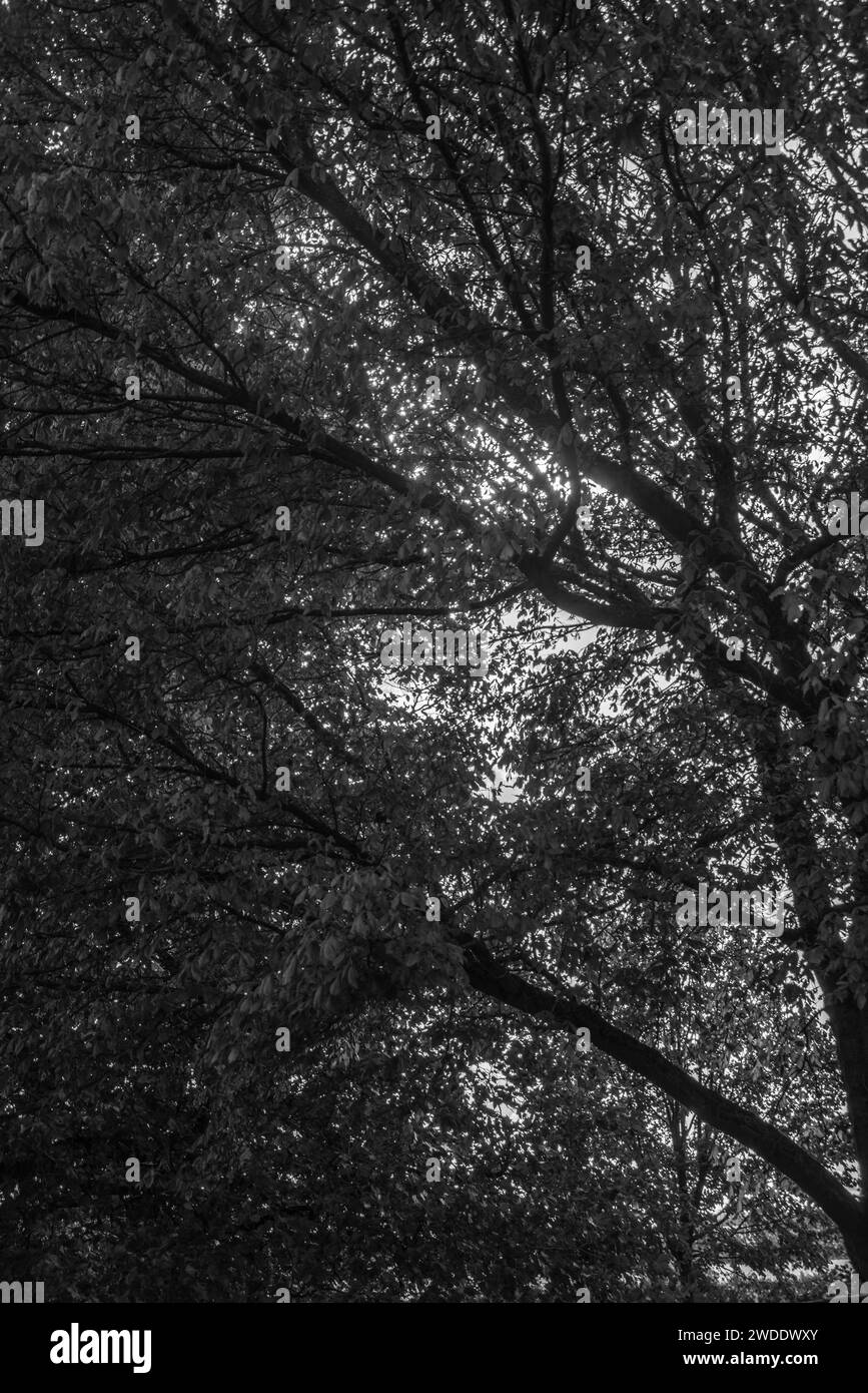 Raymond mould hi-res stock photography and images - Alamy