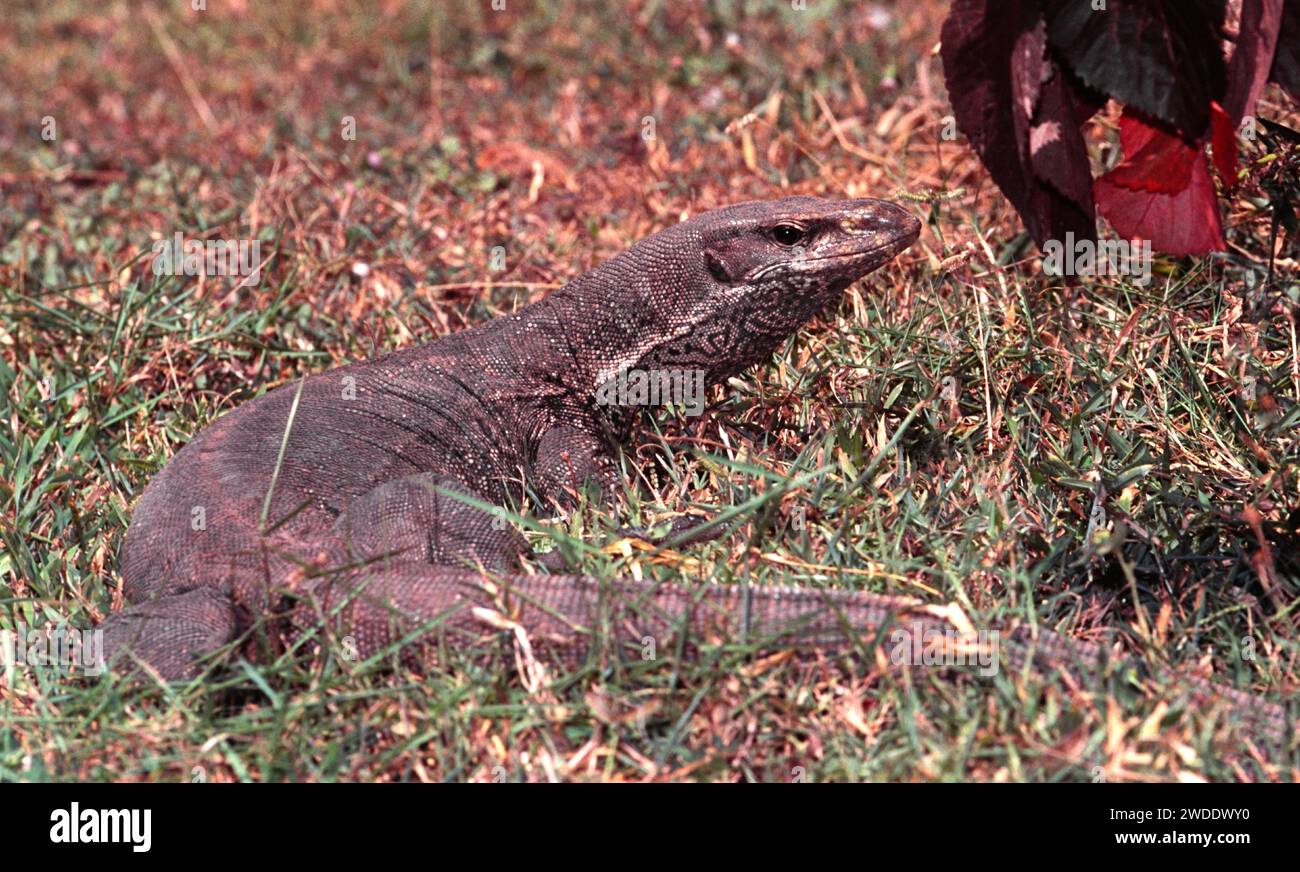 Bengal monitor Varanus bengalensis hunting in the grass Sri Lanka Stock ...