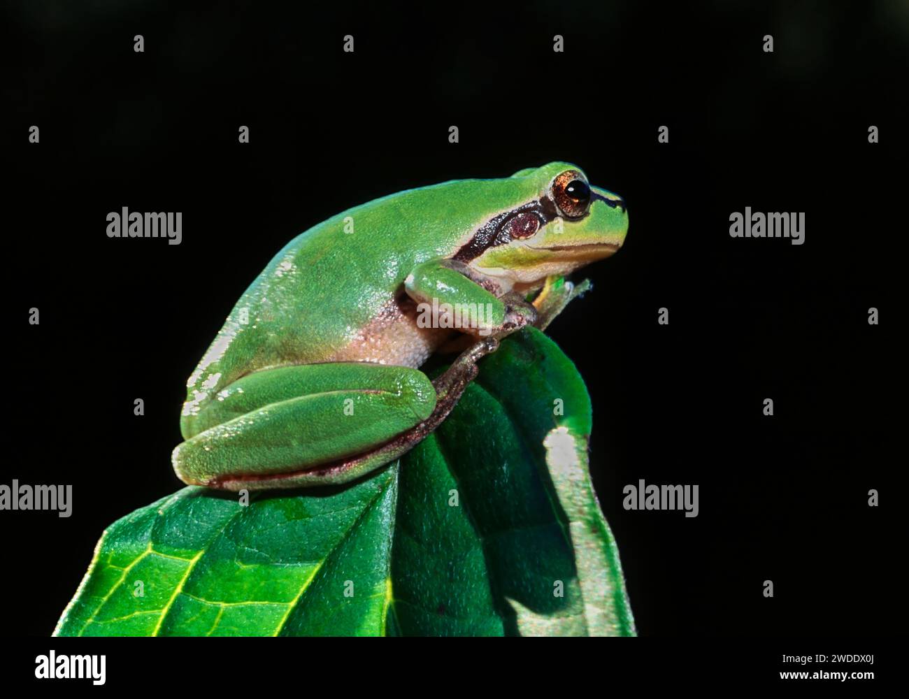 Common tree frog Hyla arborea a small green frog sitting on a leaf in ...