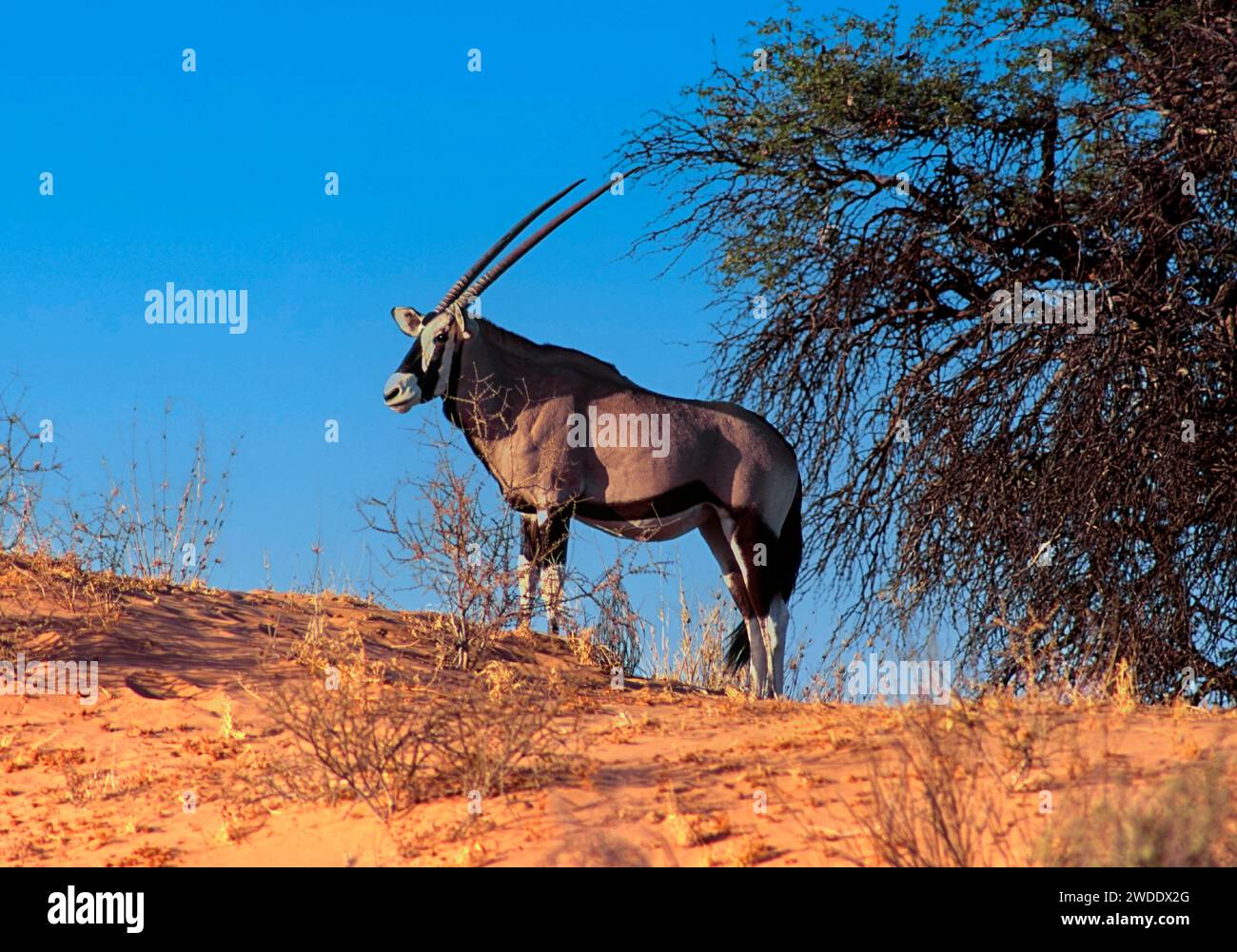 South african oryx antelope hi-res stock photography and images - Alamy