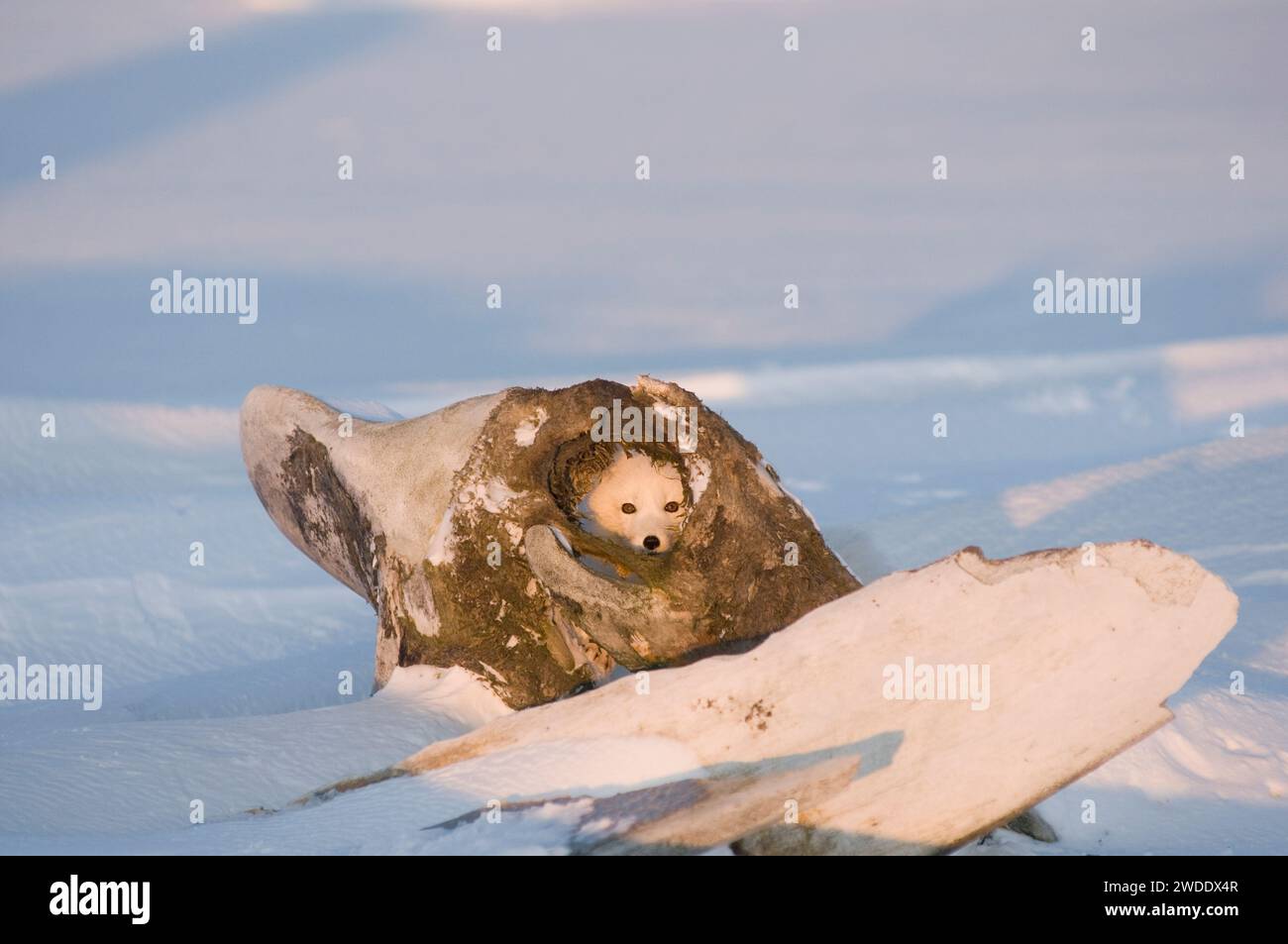 Arctic fox (Vulpes / Alopex lagopus) looking out from inside a Bowhead ...