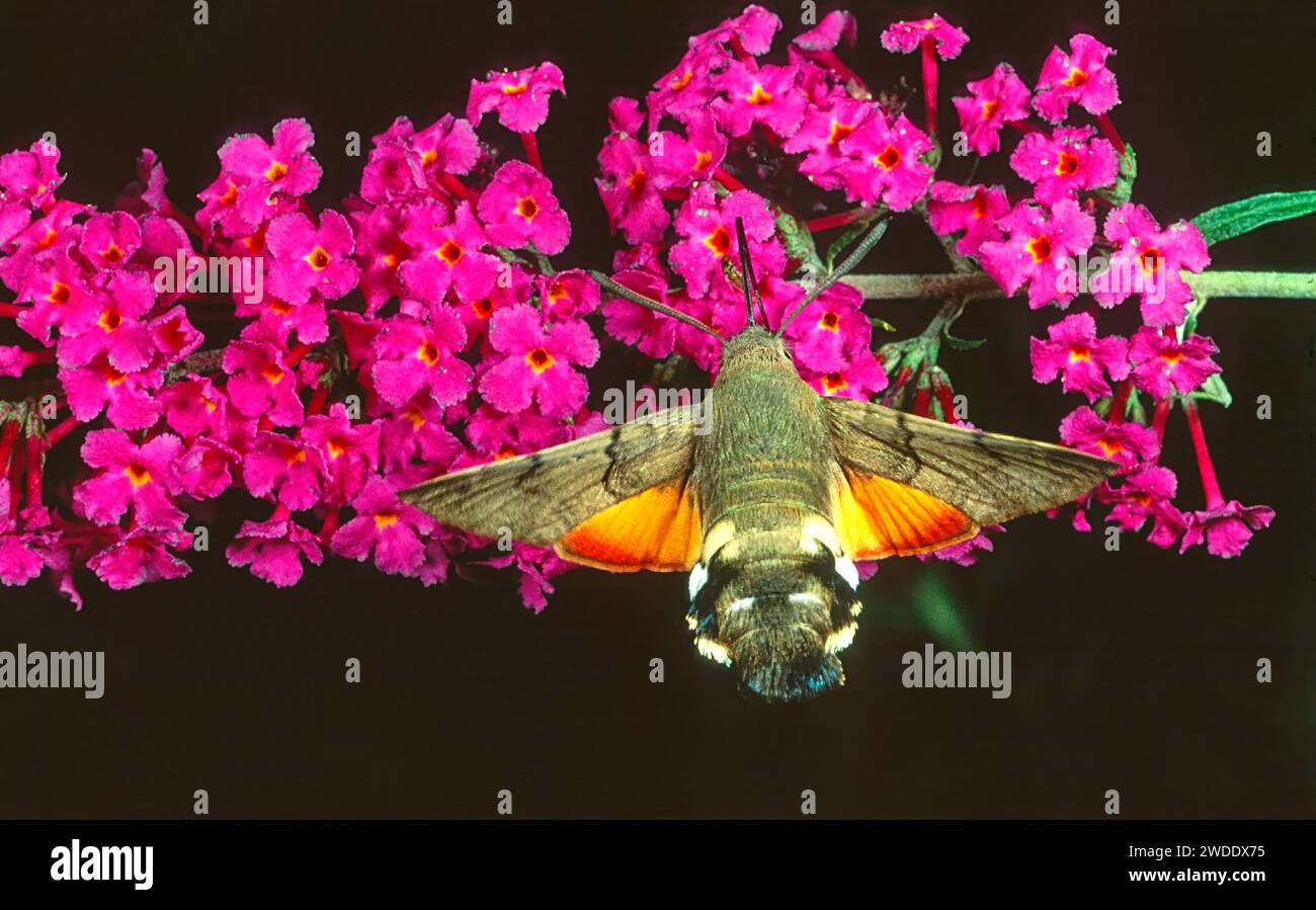 Hummingbird hawk-moth Macroglossum stellatarum feeding with proboscis ...