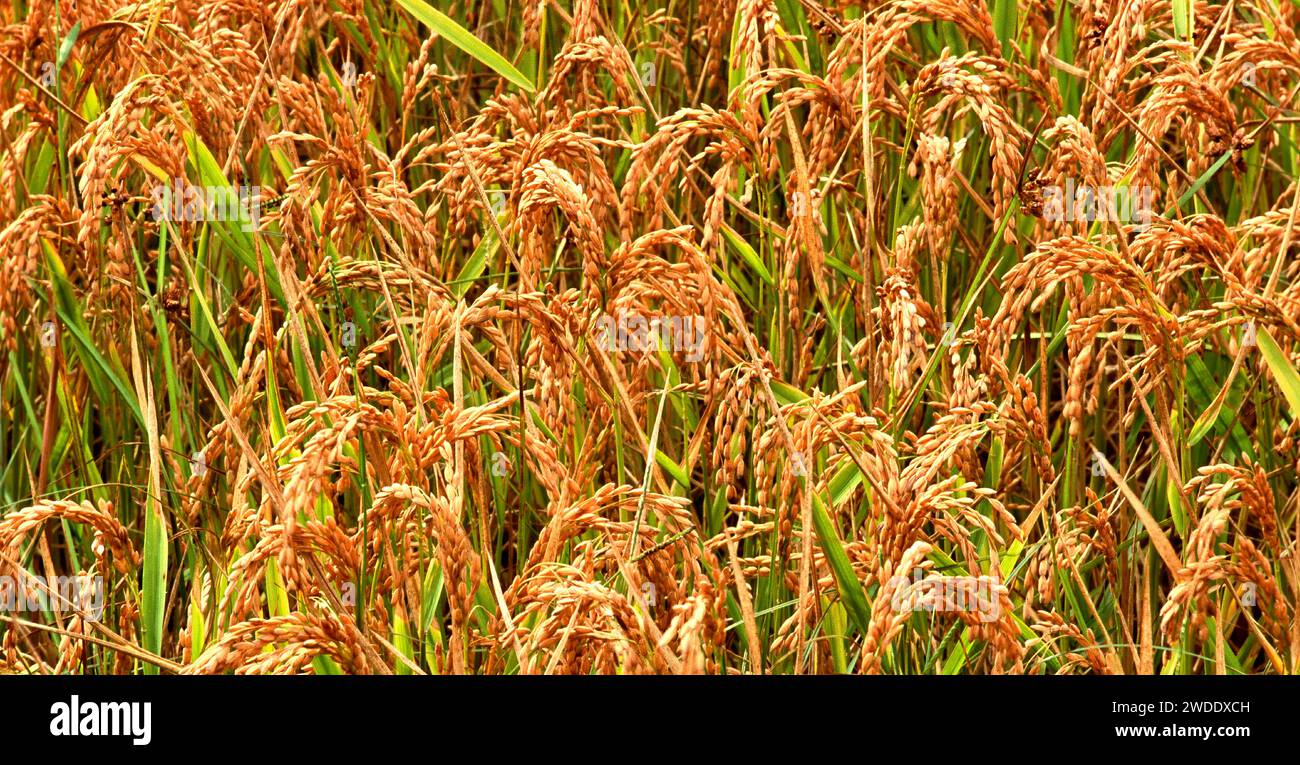 Rice plant Oryza sativa with branched panicles containing many grains ...