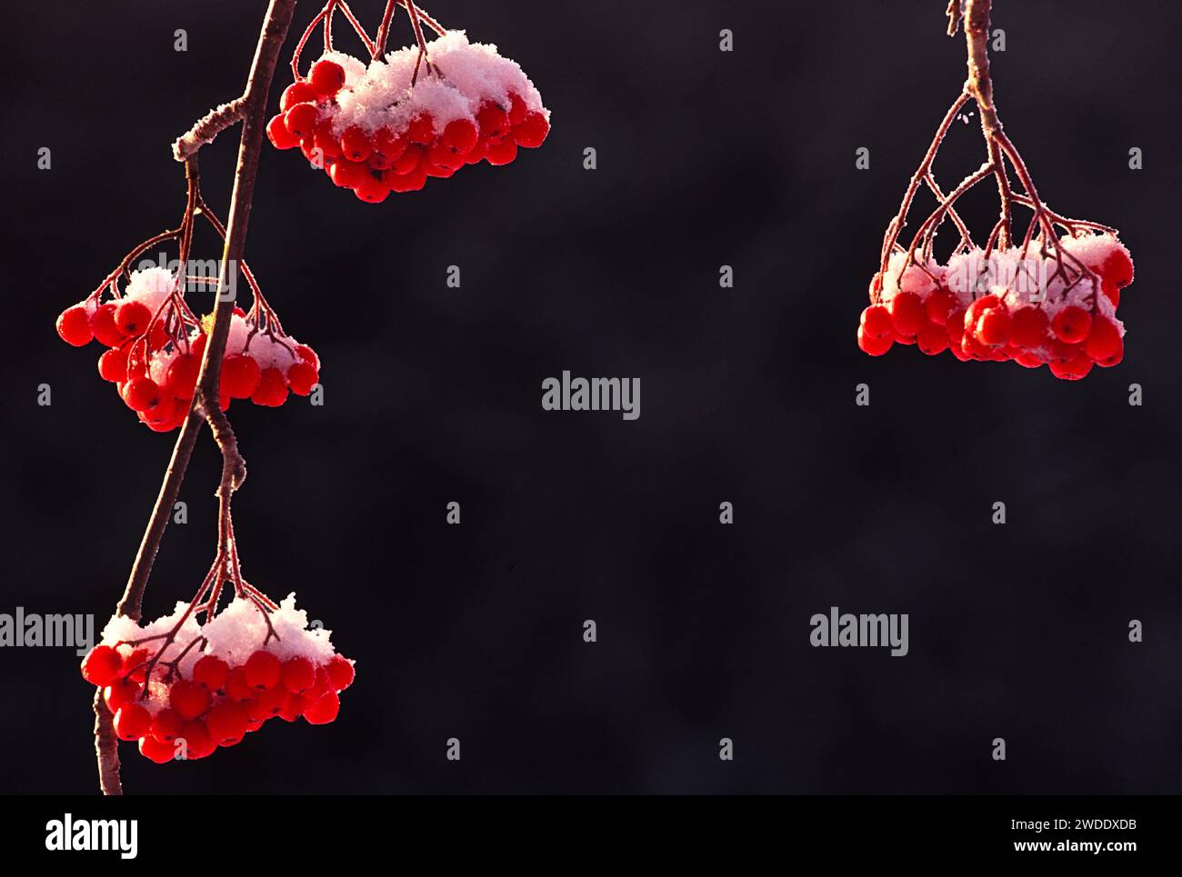 Scarlet rowan hi-res stock photography and images - Alamy