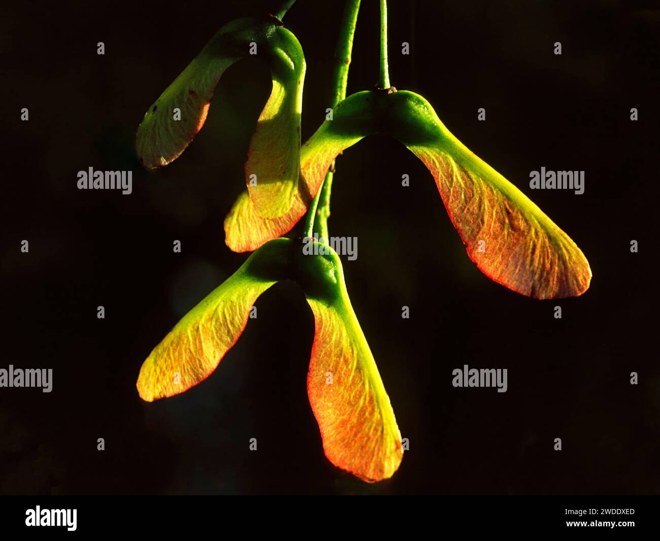Winged fruits hi-res stock photography and images - Alamy
